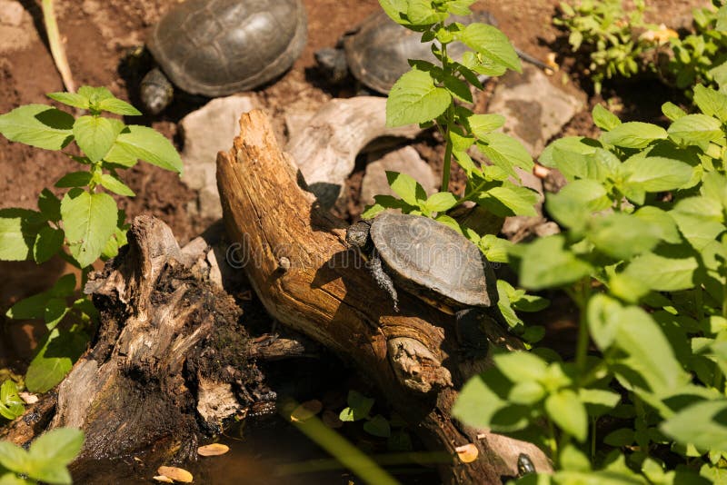 Small Turtles Romping Around with Each Other. Stock Image - Image of ...