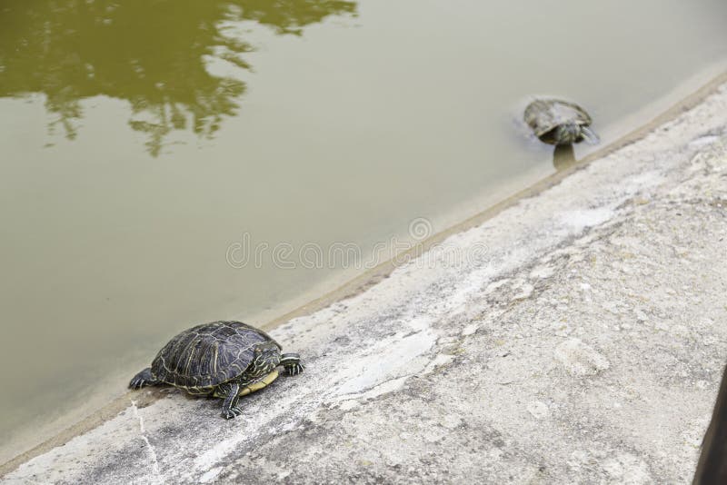 Two Turtles in Water Mating. Stock Image - Image of concept, painted ...