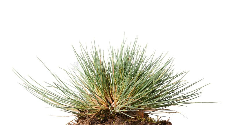 Small Tussock of Wild Grass Stock Image - Image of white, small: 80966191