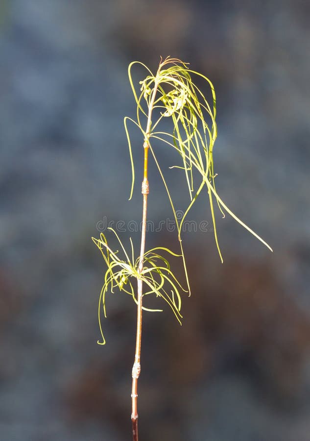 Small Twig of Lilac with Young Green Leaves, Isolated on White ...