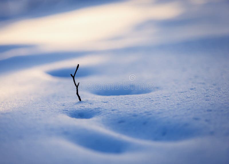 Small twig 2 stock image. Image of night, abandonment - 49832165