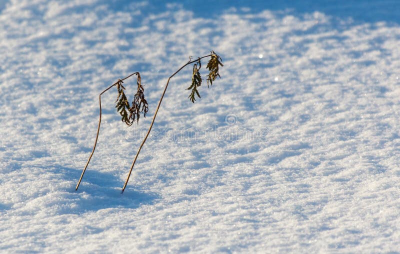 A Small Twig is Sticking Out of the Snow Stock Image - Image of weather ...