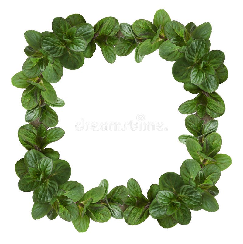 Small Twigs with Green Leaves of Peppermint in a Floral Frame Isolated ...