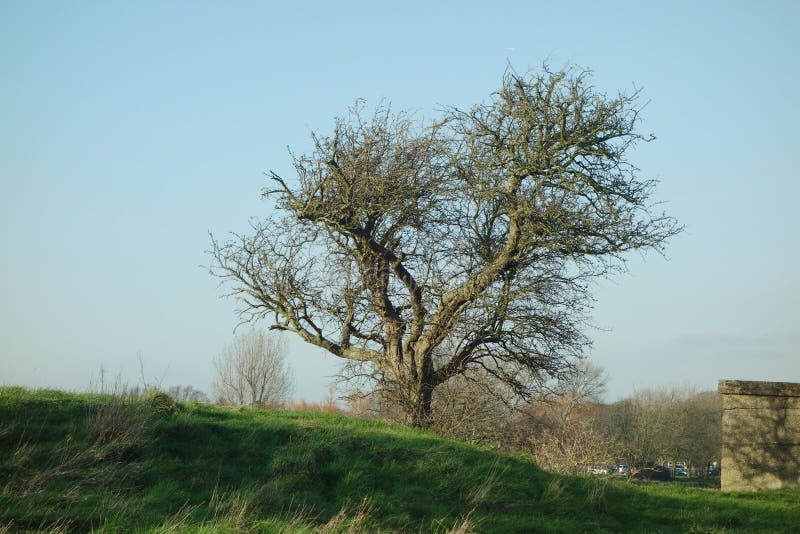 Small Twisted Tree stock photo. Image of tree, weathered - 171705452