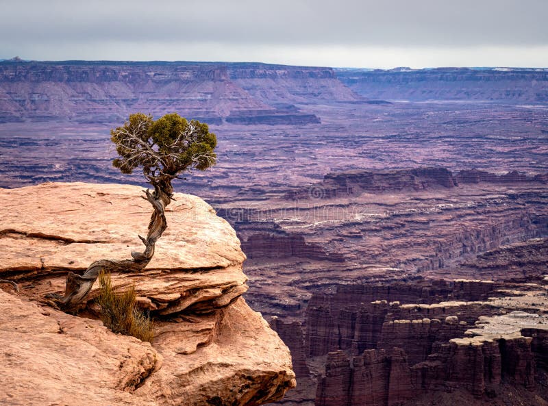 Small Twisted Tree on a Mesa Overlook in Canyonlands NP Stock Image ...
