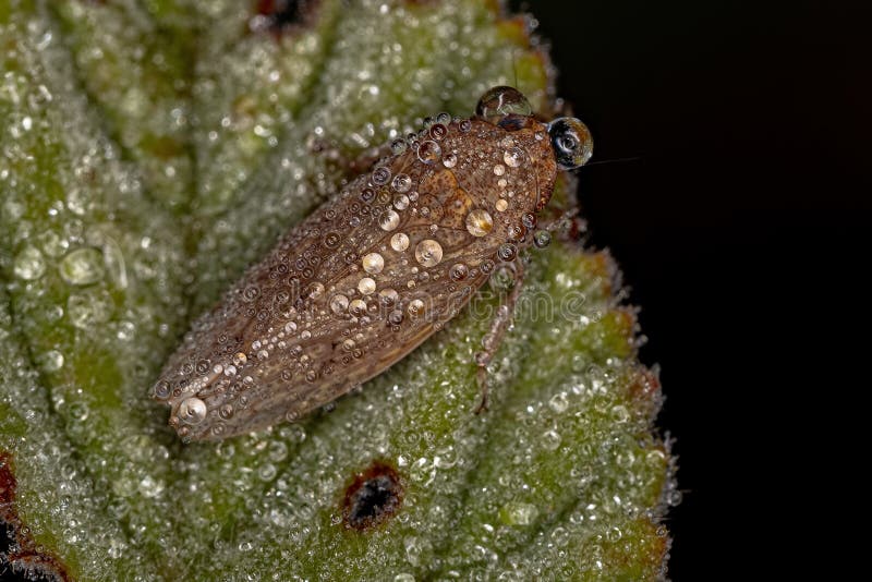 Small Typical Leafhopper stock image. Image of leafhoppers - 241287809