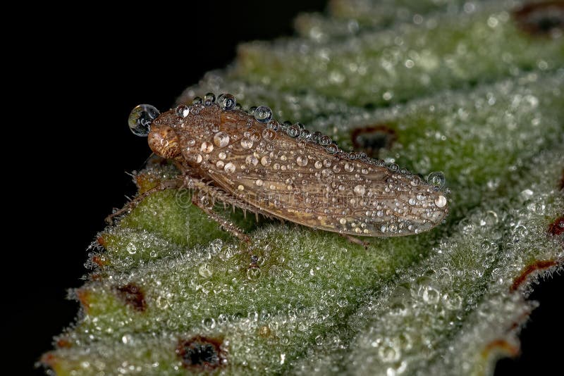 Small Typical Leafhopper stock photo. Image of hemiptera - 241287810