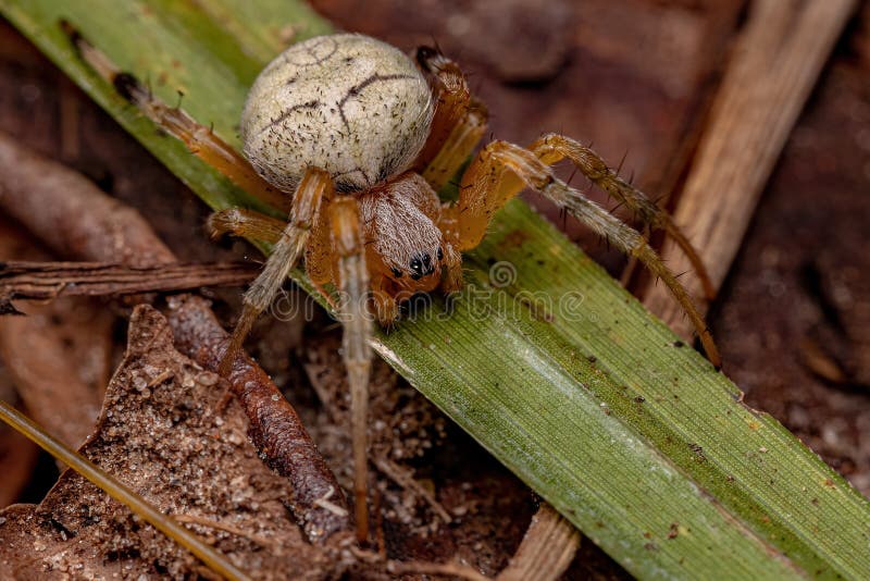 Small Typical Orbweaver stock image. Image of orbweavers - 242014359