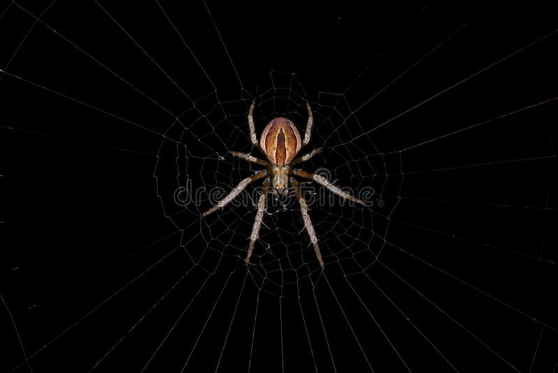 Small Typical Orbweaver stock photo. Image of invertebrate - 250655852