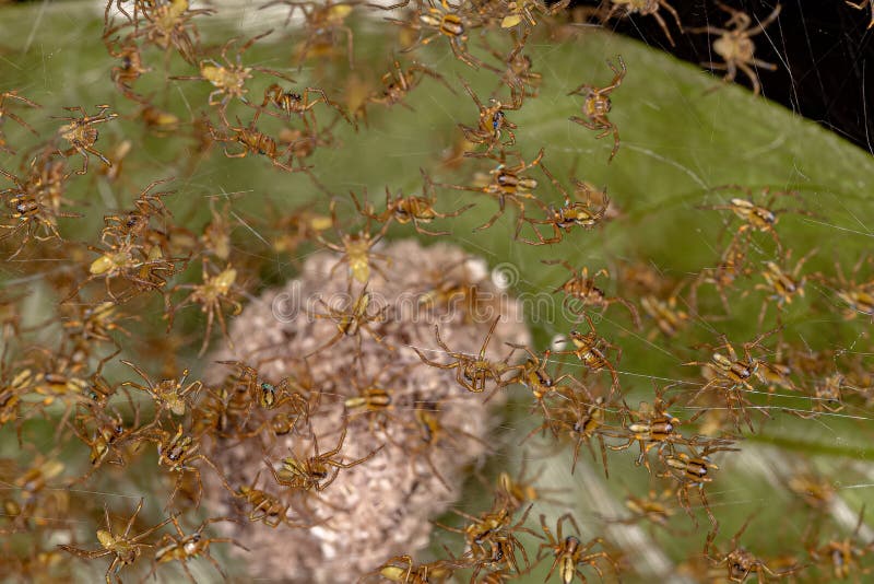 Small Typical Orbweavers stock photo. Image of spiderweb - 242014378