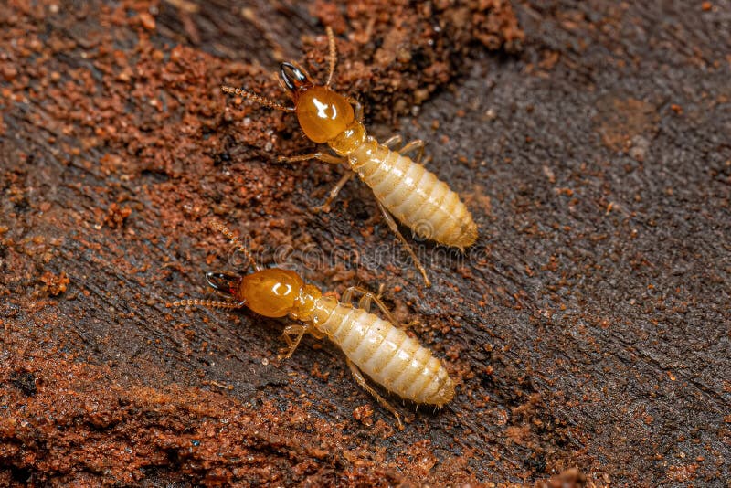 Small Typical Termite Insect Stock Photo - Image of natural ...