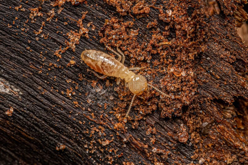 Small Typical Termite Insect Stock Photo - Image of termitidae ...