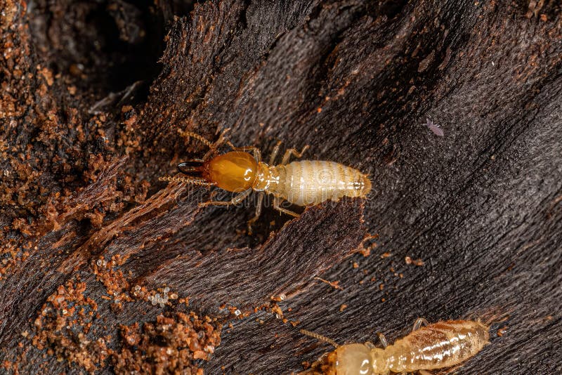 Small Typical Termite Insect Stock Image - Image of natural, termites ...