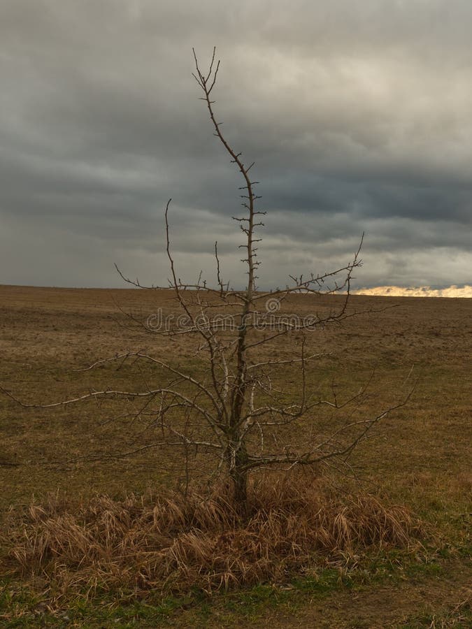 3,086 Ugly Tree Photos - Free & Royalty-Free Stock Photos from Dreamstime