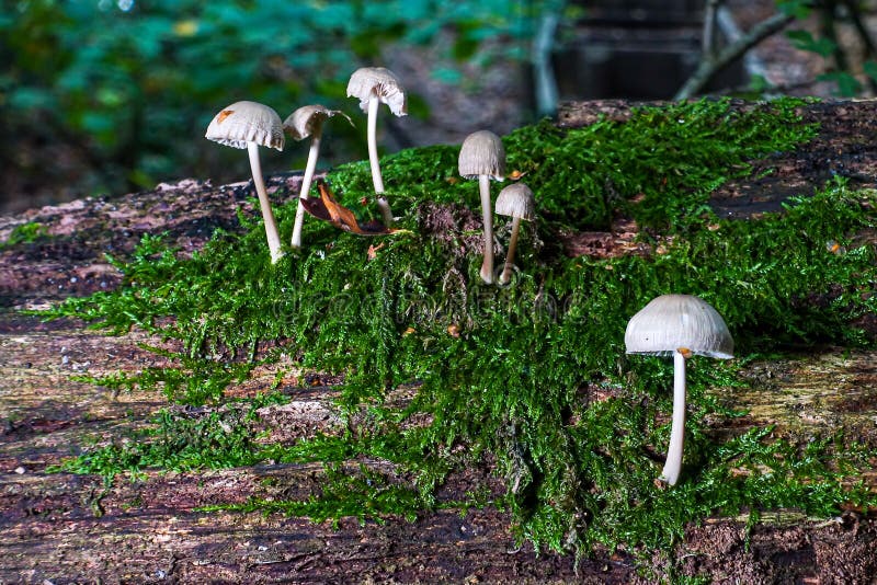 Small Umbrella Shaped Toadstool Growing on a Moss Covered Log Stock ...