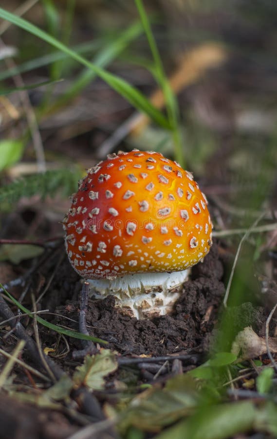 A Small Undiscovered Red Mushroom Fly Agaric in the Autumn Forest Stock ...