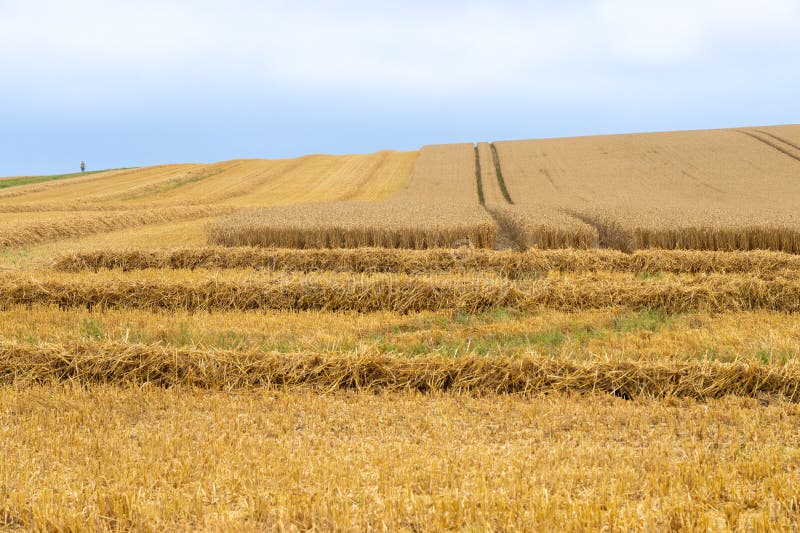 Small Unidentifiable Figure in Distant Horizon Beyond Barley Field ...