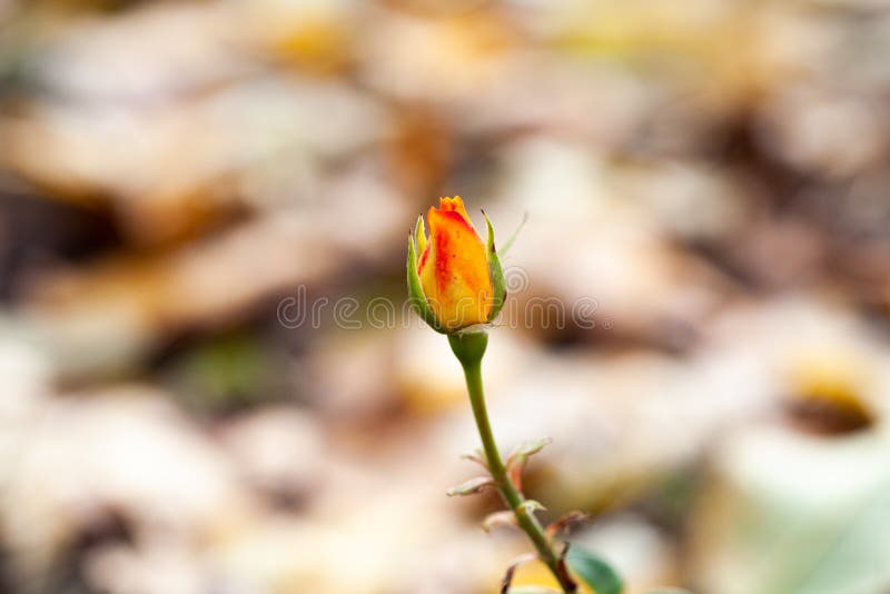 An Unopened Rose Bud with an Aphid Sitting on it Against a Background ...