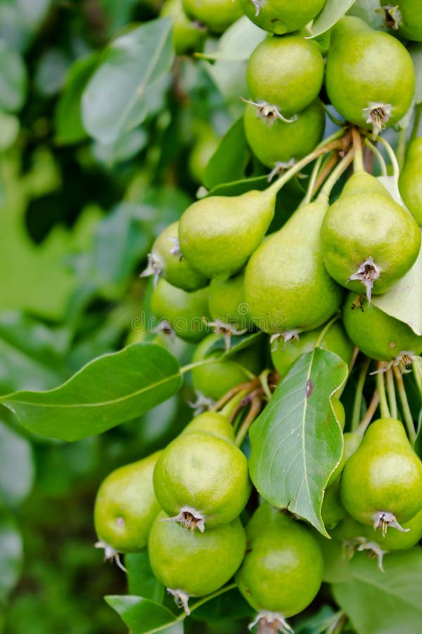 Unripe Pears on a Branch Covered with Rain Drops. Stock Photo - Image ...