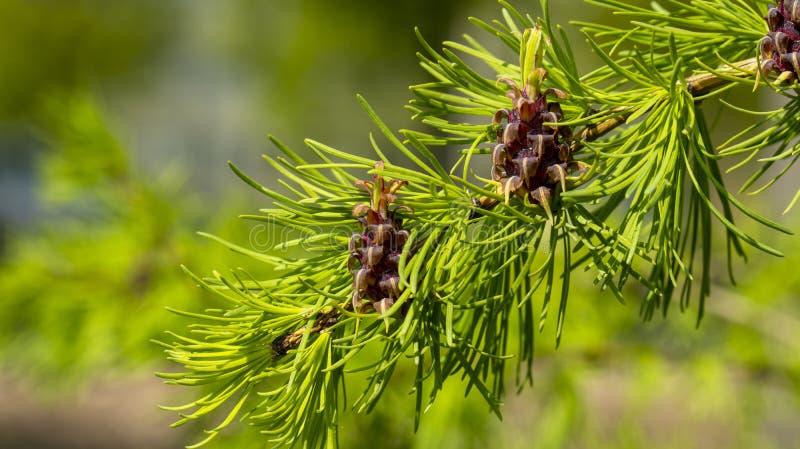 Small Unripe Spruce Cones on a Tree, Macro Photography Stock Photo ...