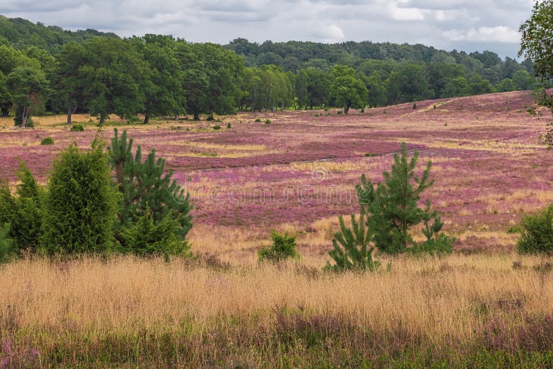 A Small Valley Filled with Blooming Heather Stock Photo - Image of ...