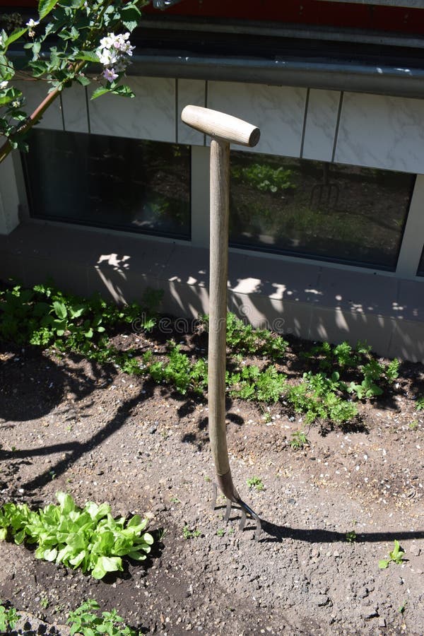 Garden Fork Deep in the Ground Stock Photo - Image of lawn, planted ...