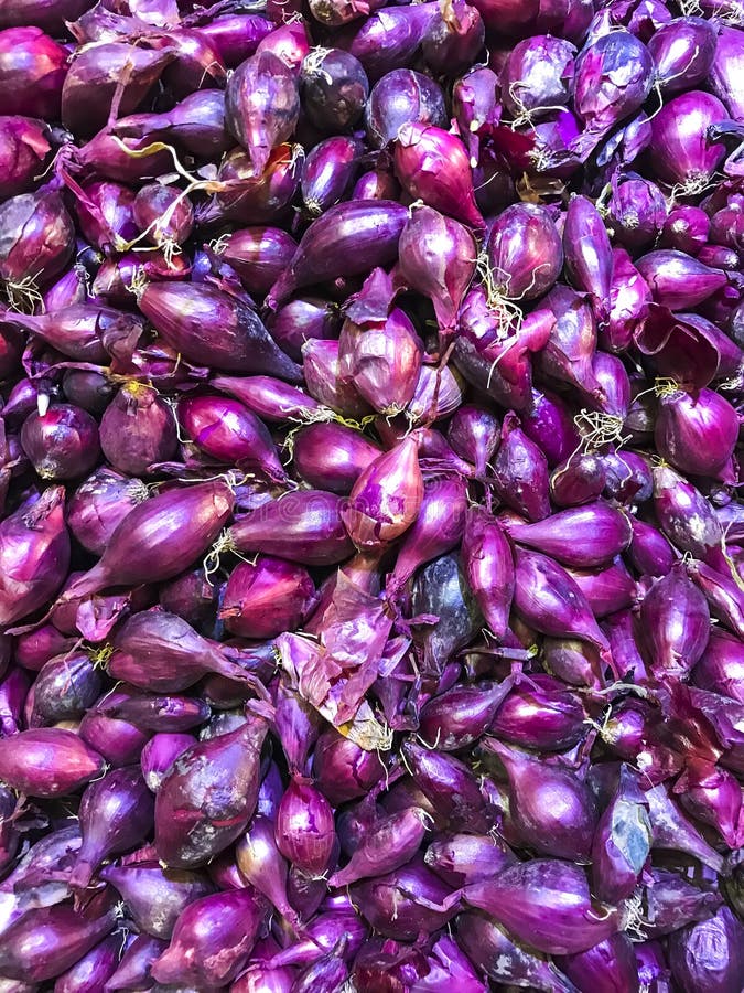 Small Vegetable Bulbs for Spring Planting in Garden. Stock Photo ...