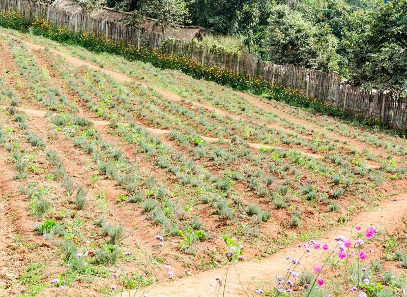 Small vegetable farm stock photo. Image of flower, cultivated - 26793070
