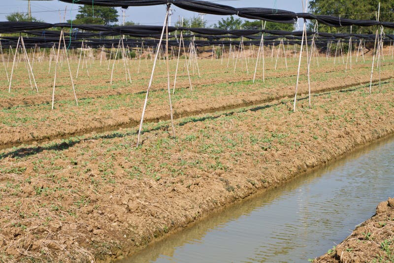Small Vegetable in the Farm Stock Image - Image of countryside, diet ...
