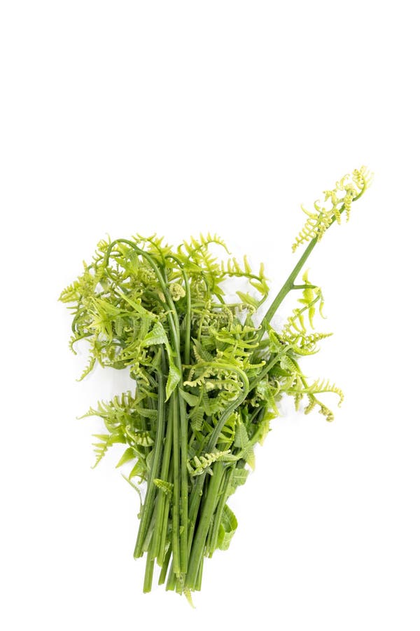 Paco Fern White Background in Studio Stock Photo - Image of pattern ...