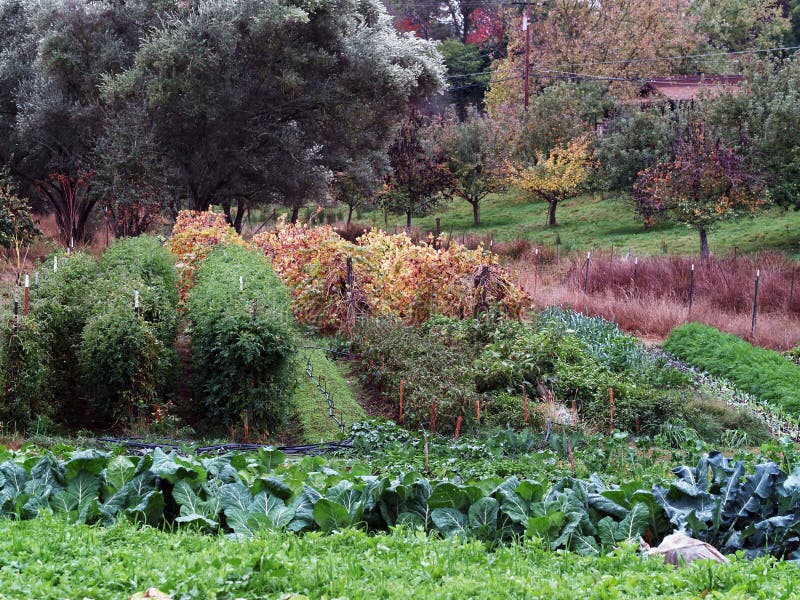 Small Vegetable Garden in Fall Various Plants Stock Photo - Image of ...