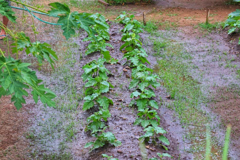 Small Vegetable Garden, Plot with Various Kinds of Seasonal Vegetables ...