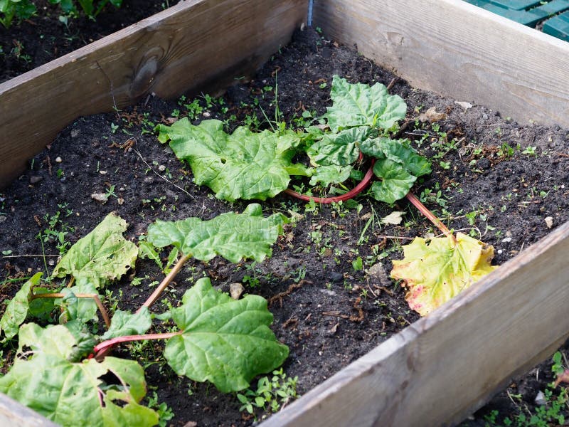 Small Vegetable Garden In The Fenced Back Yard. Stock Image - Image of ...