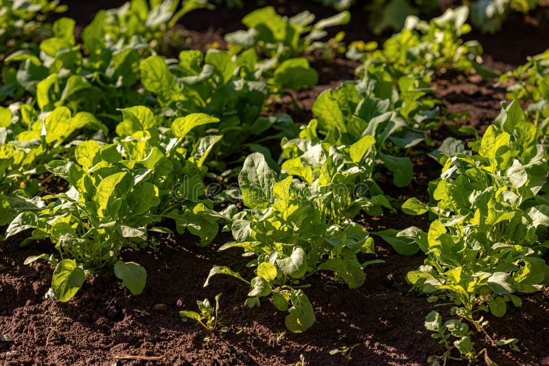 Small Vegetable Plant in a Vegetable Garden Stock Image - Image of ...