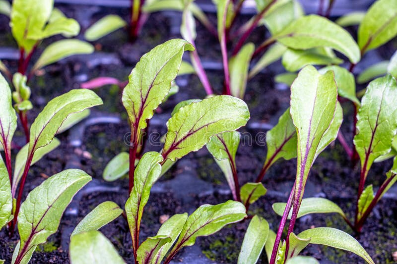 Small Vegetable Plants for Beetroot that Can Be Used in Your Own ...