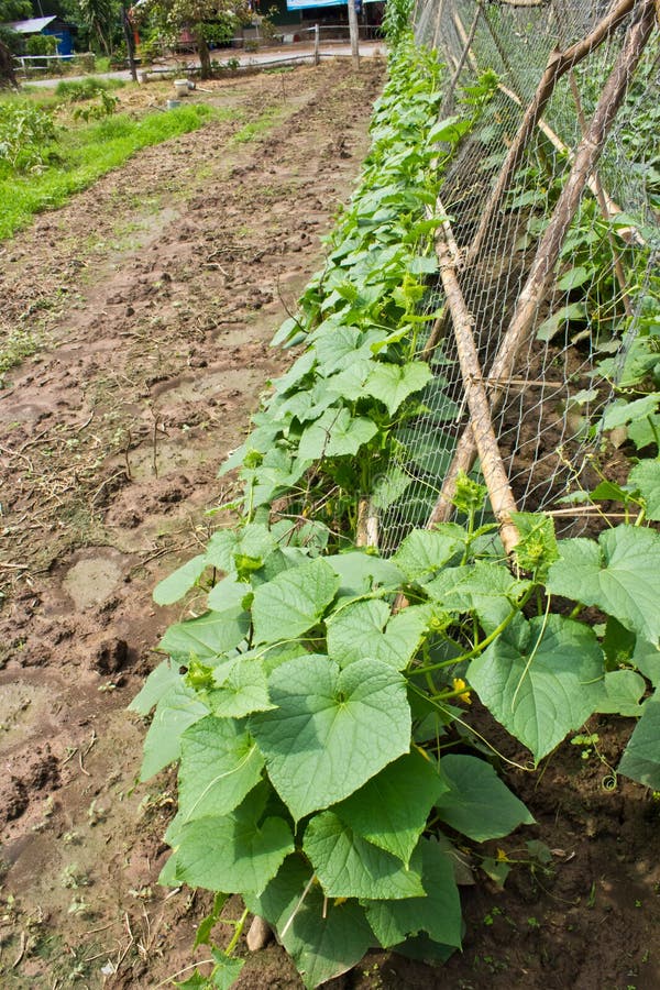 Small vegetable zucchini stock photo. Image of countryside - 25668002