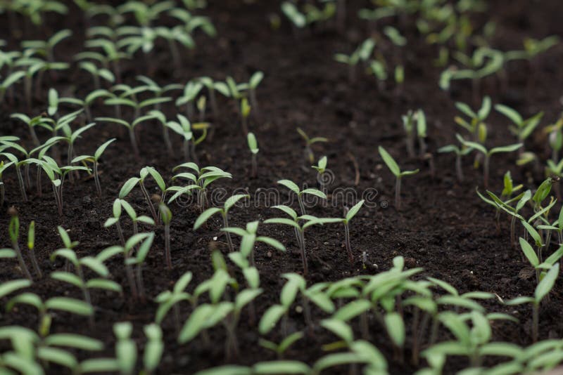 Small vegetables stock photo. Image of agriculture, small - 71845136