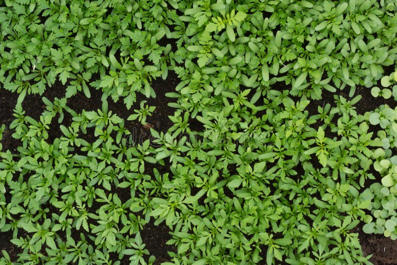 Small vegetables stock image. Image of cultivate, tiny - 71845379