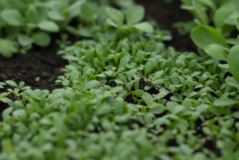 Small vegetables stock photo. Image of vegetable, healthy - 71846510