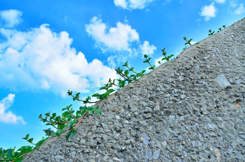 Small vegetation 1 stock photo. Image of aslope, green - 24494094