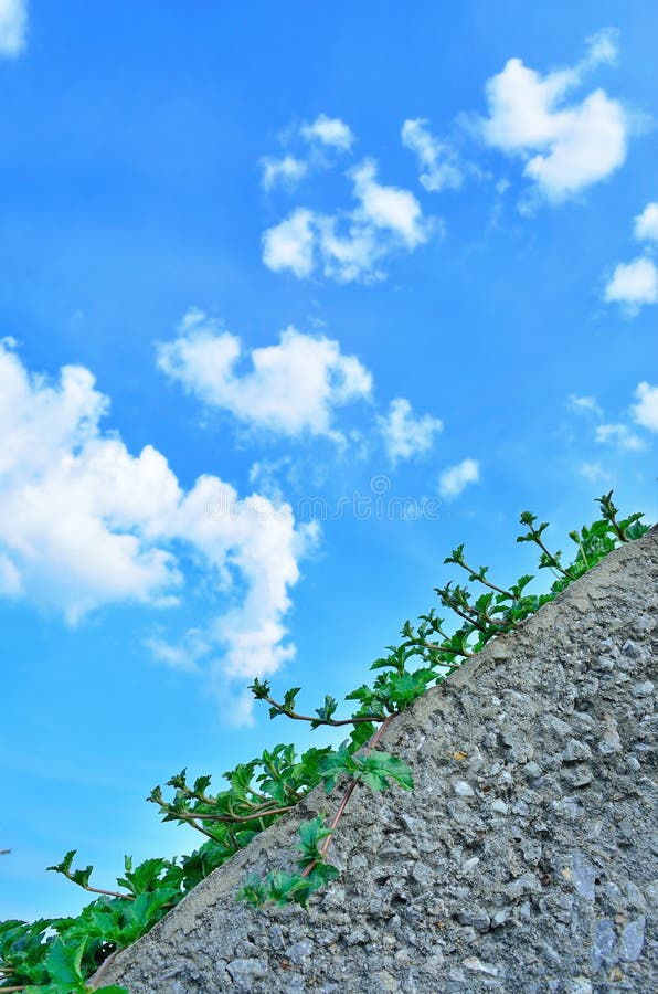 Small vegetation 2 stock image. Image of natural, leafs - 24494137