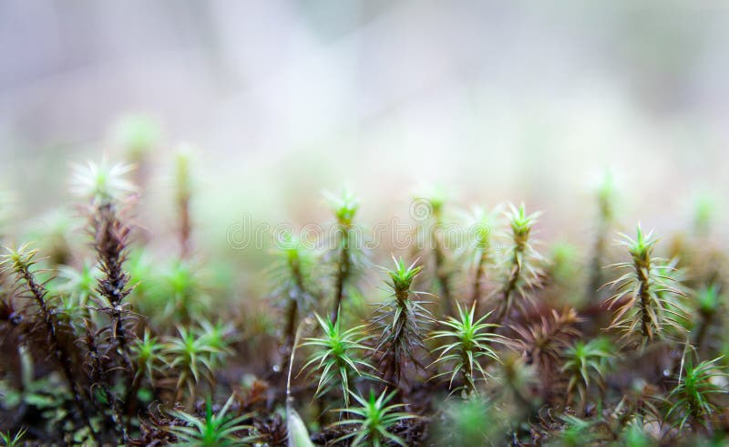 Small Vegetation on the Top of an Old Tree Branch Stock Image - Image ...