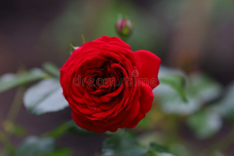 Red rose with many petals stock photo. Image of yellow - 251449532