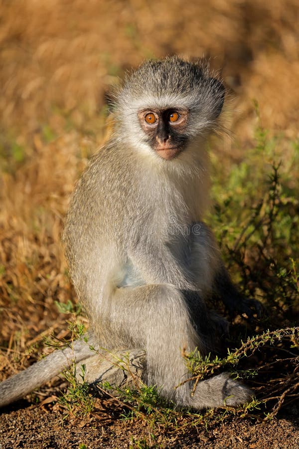 Small Vervet Monkey Sitting Natural Habitat South Africa Stock Photos ...