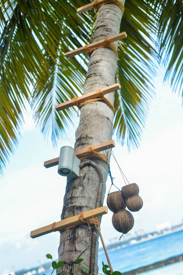 Small Vessels with Ropes Made from Coconut Shells Hangs on Palm Tree ...