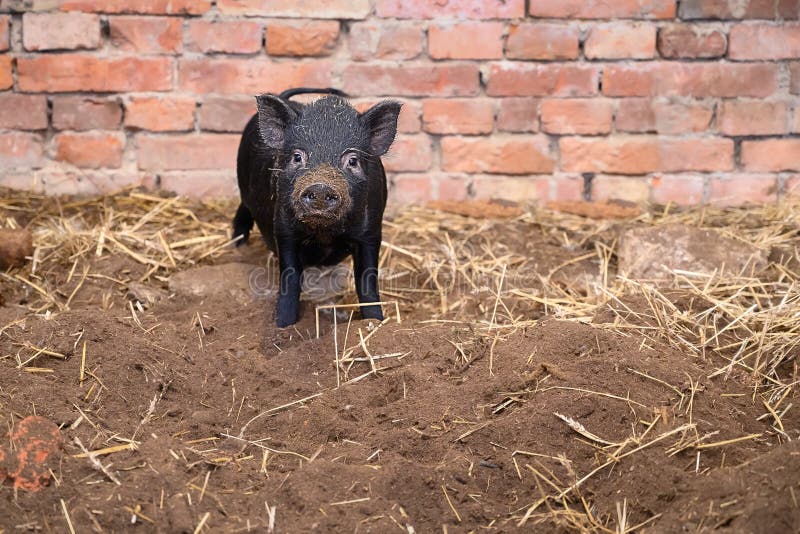 A Small Vietnamese Mini Pig in Front of Brick Wall of Pig Pen Stock ...