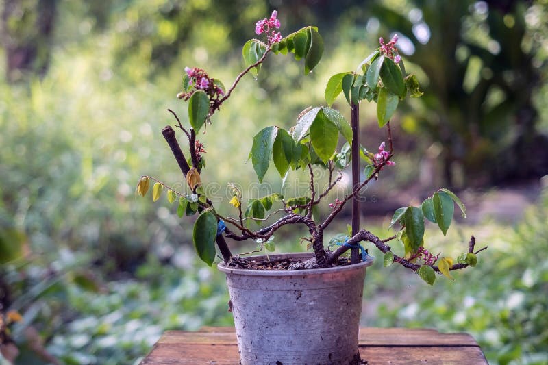 Starfruit Tree or Averhoa Blimbi Photos Stock Image - Image of blimbi ...
