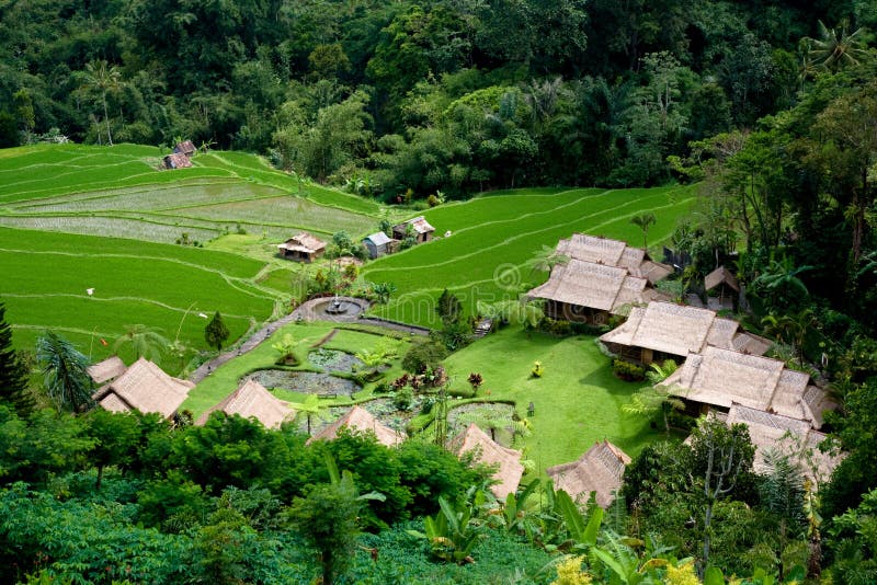 Small Village on the Rice Field, Bali Stock Photo - Image of land ...
