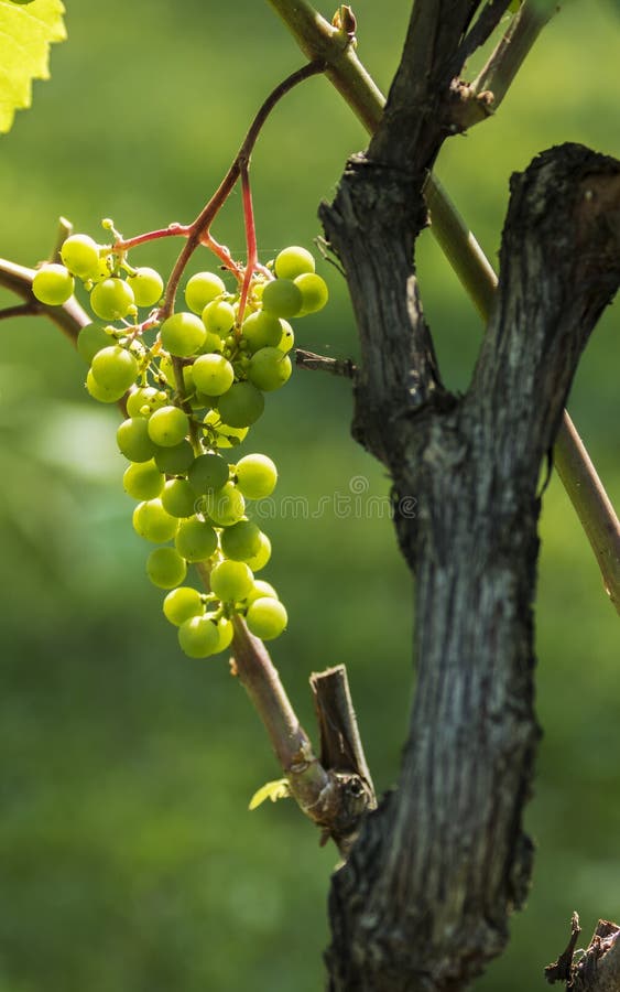 Small vine of grapes stock image. Image of farm, vineyards - 112115587