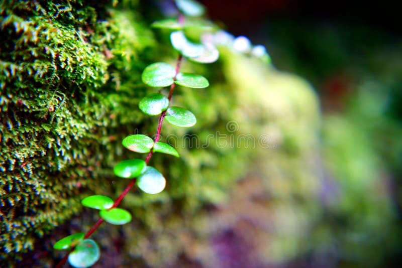 Small Vine Growing on a Moss Covered Log Stock Photo - Image of vine ...